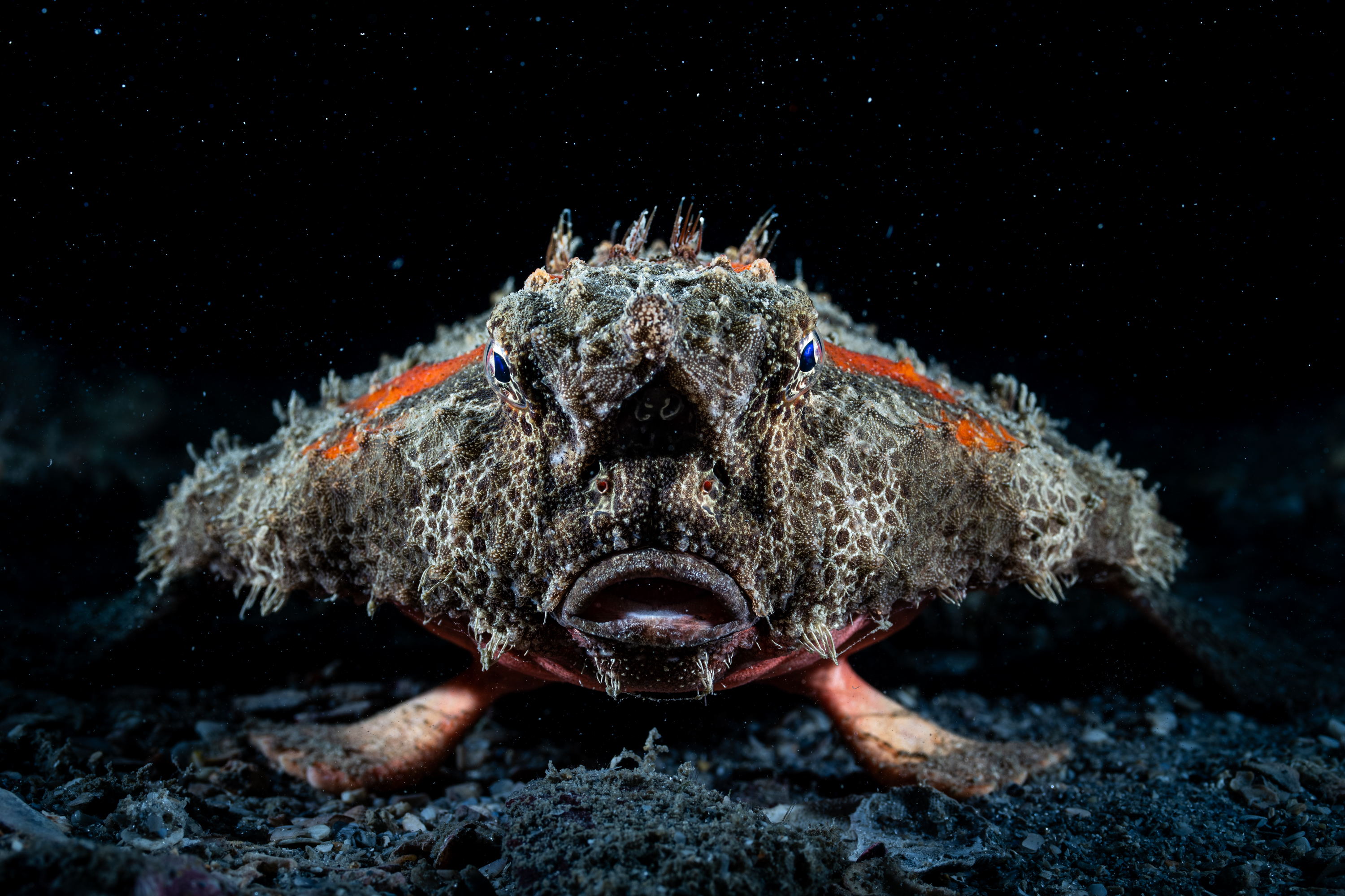 Ocean Photographer of the Year : les plus belles photos sous-marines de ...