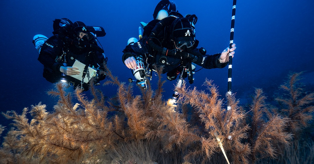 Balade en "forêts animales marines", à la découverte de leur pouvoir climatique | We demain