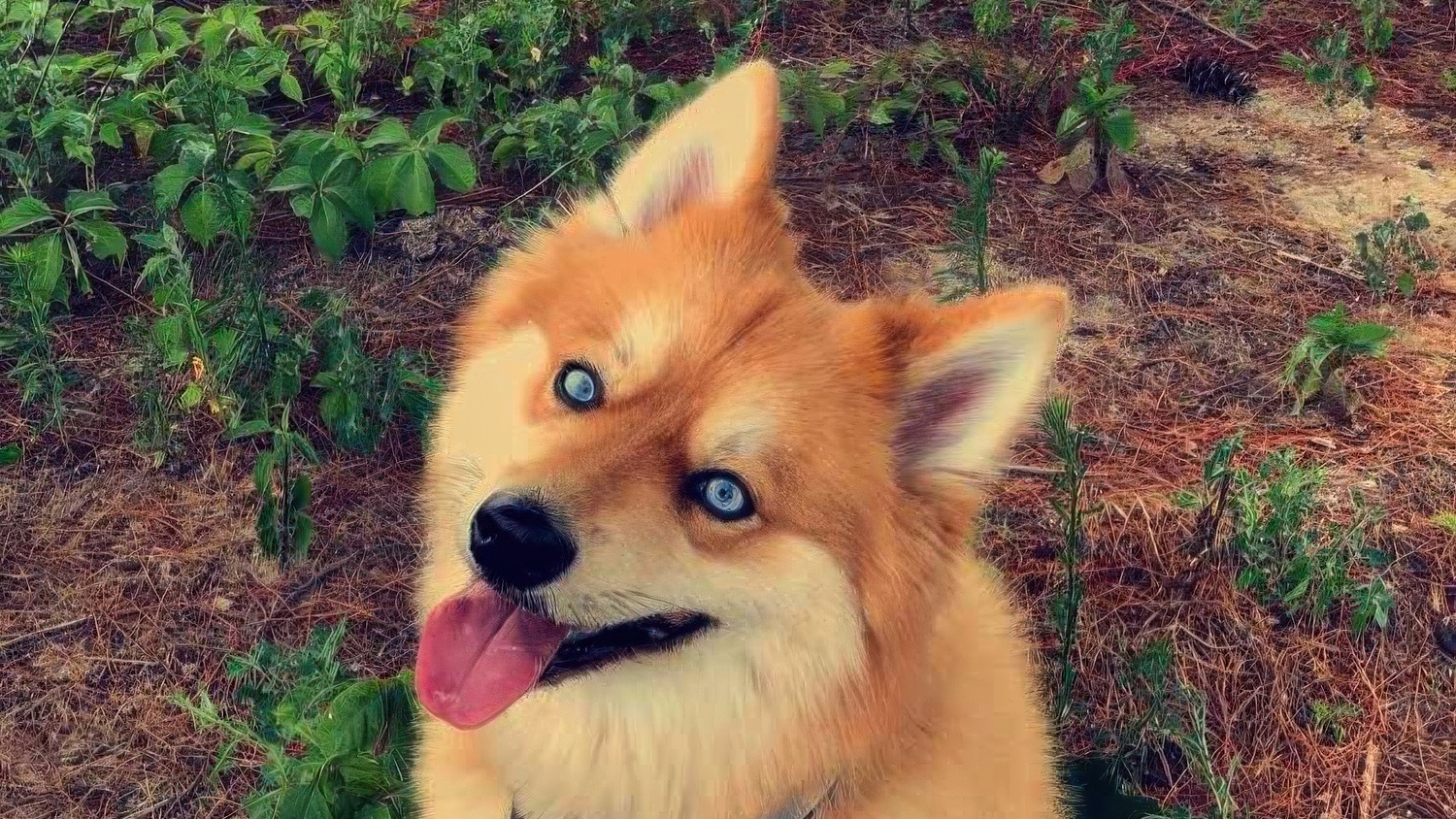 Toutous pour plaire | We demain